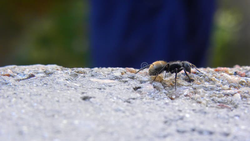 A Solitary Scout Ant, Walking on Concrete Stock Photo - Image of ...