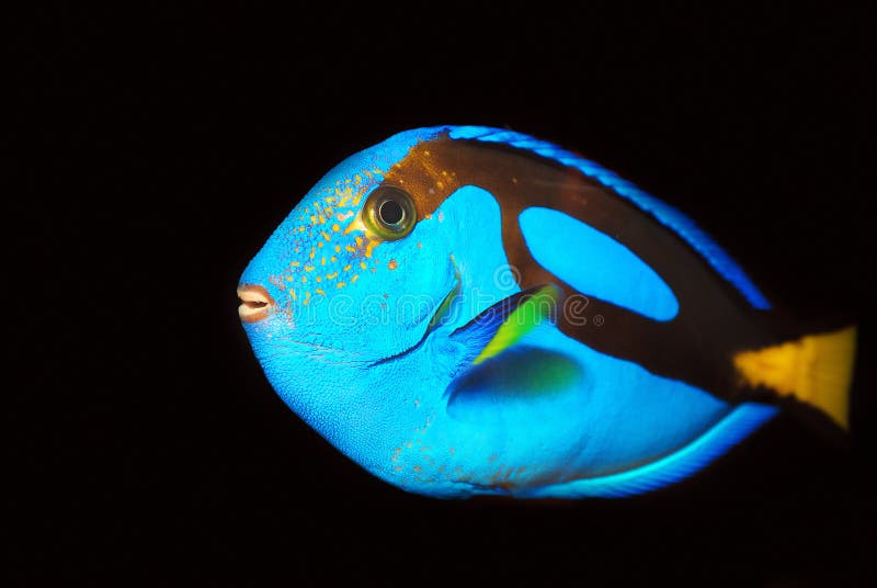 Solitary Blue Tropical Rock Fish Close Up Stock Photo - Image of ...