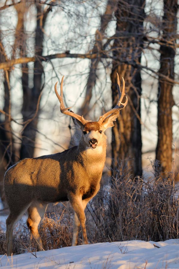 Solitary Buck Mule Deer Standing Stock Photo - Image of alone, hemionus ...