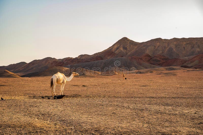 Solitary Camel Standing in Vast Egyptian Desert Plain with Dramatic ...