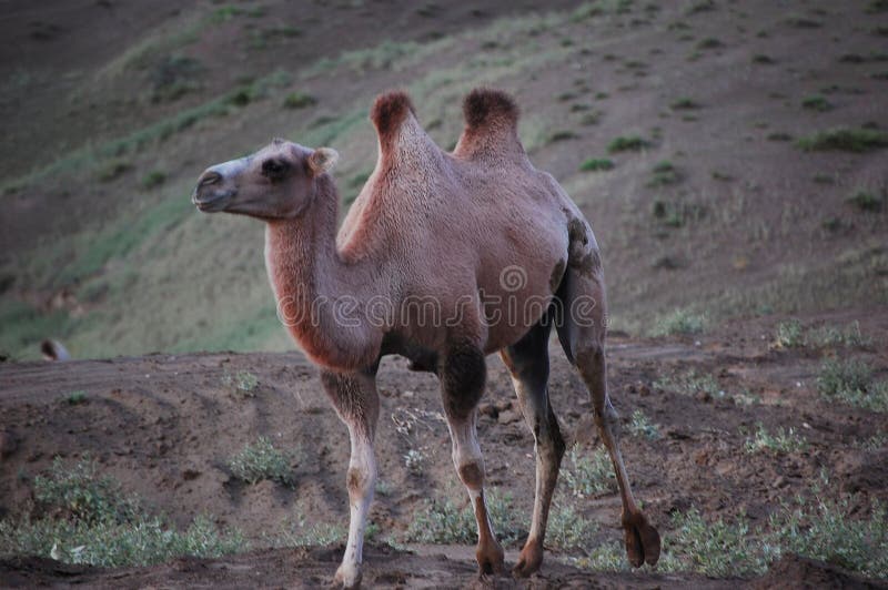 Solitary Camel Walking through a Muddy Field with a Backdrop of Rolling ...