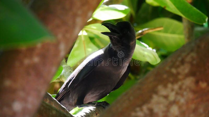 Curious Crow Perched on Wooden Planks or Tree Branches, Surrounded by ...