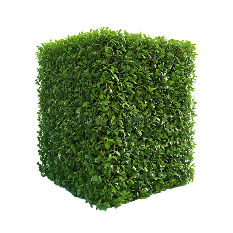 A Solitary Cube Shaped Topiary Stock Illustration - Illustration of ...