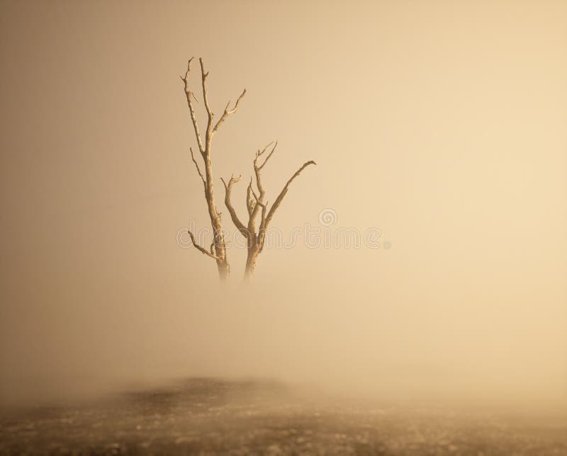 Solitary Dead Tree in Mist on Forest Ground. Stock Photo - Image of ...
