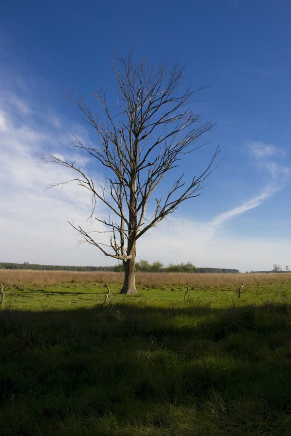 Dead tree stock photo. Image of landscape, scenic, dead - 101609752