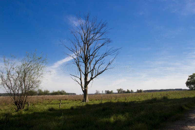 Dead tree stock image. Image of landscape, brush, isolated - 101604915