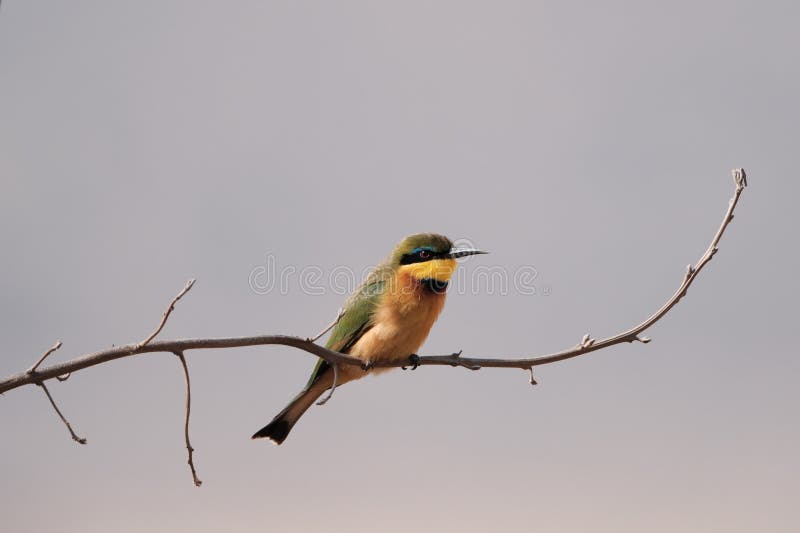 Solitary Dwarf Bee-eater (Merops Pusillus) Resting on a Branch Stock ...