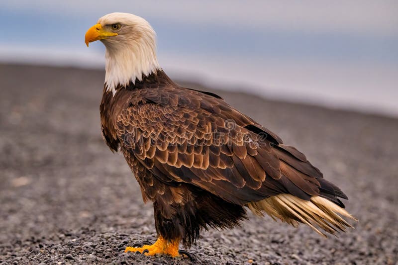 The Large Eagle is Sitting Alone on a Black Beach with Its Head ...