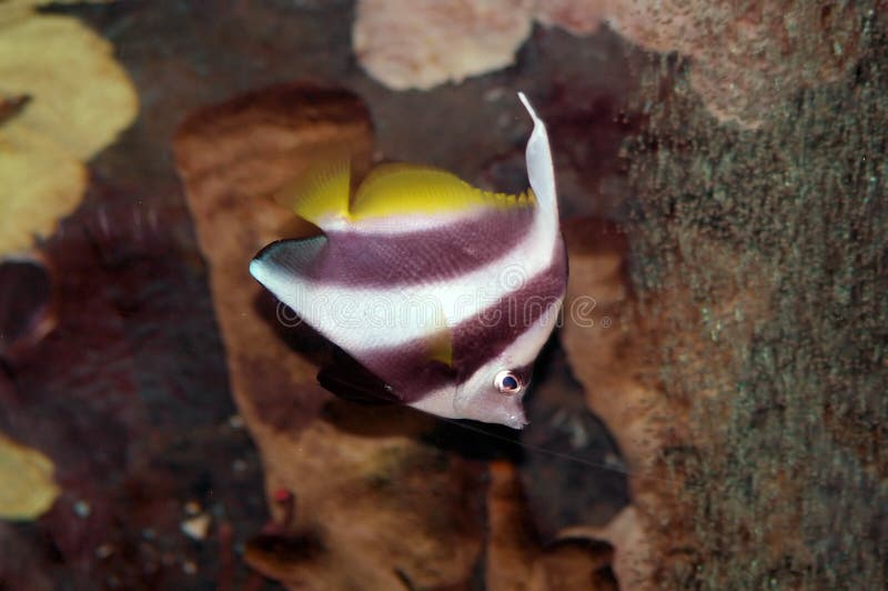 Solitary fish-coachman stock image. Image of fish, rivers - 269807