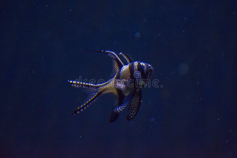 Solitary Fish in an Empty Aquarium Tank. Stock Photo - Image of text ...