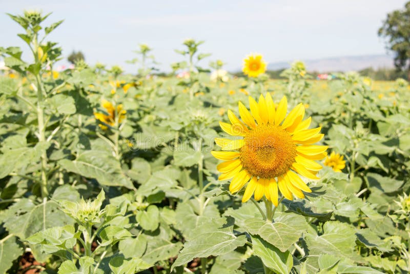 Solitary Flower Outstanding in a Sunflower Field. Stock Image - Image ...