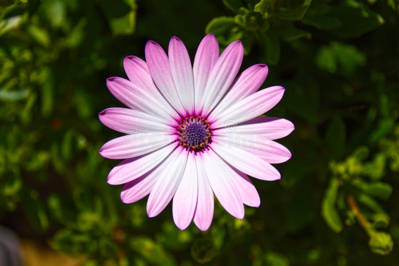 Solitary Flower stock image. Image of garden, pretty, bright - 6565875