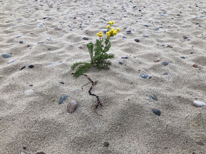 Yellow Flower by Itself on the Sand Stock Photo - Image of flower ...