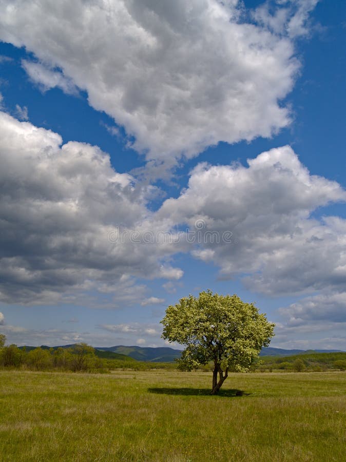 The Solitary Flowering Tree and Cloudy Sky Stock Image - Image of shade ...