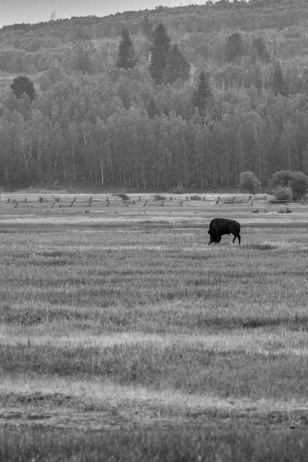A Solitary Grazing Bison in Black and White Stock Image - Image of ...