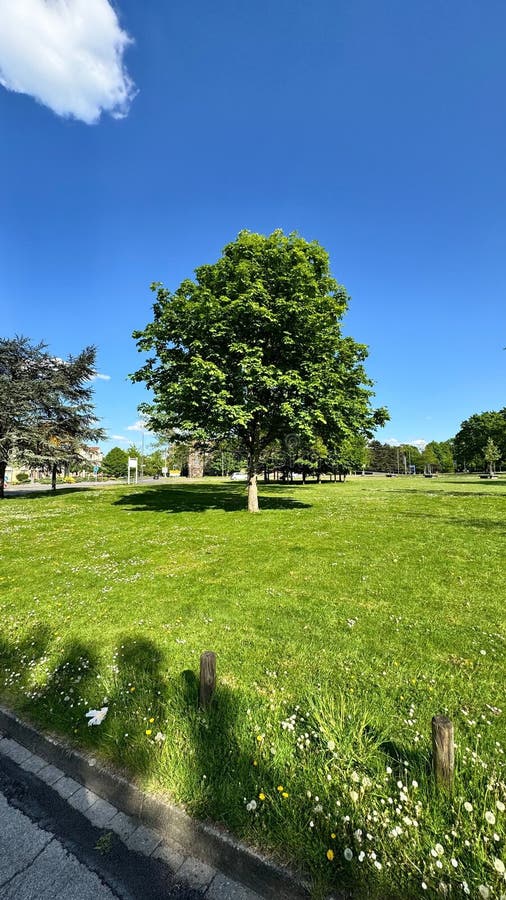 Solitary Green Tree in a Vast Grassy Field Beneath a Clear Sky Stock ...