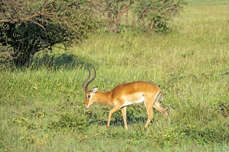 Solitary Impala Ram Grazing in the Serengeti Stock Image - Image of ...