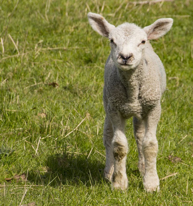 Solitary Lamb in Field in Spring Stock Photo - Image of little, lamb ...