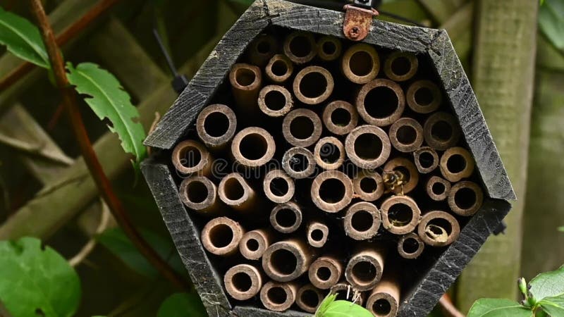 Solitary Leaf Cutter Bees Hatching from Bee Hotel with Courtship ...