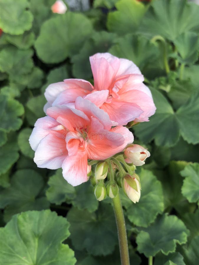 Salmon colored foyer stock photo. Image of home, floor - 17279818