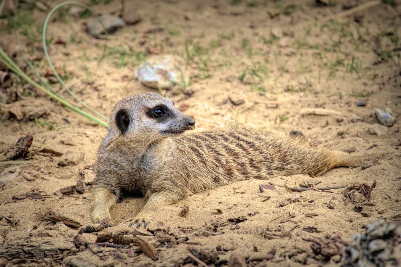 Solitary Meerkat Perched on the Sandy Terrain of a Zoo Park Stock Photo ...