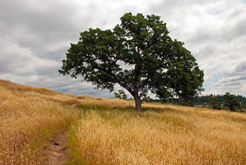 Solitary Oak stock photo. Image of hiking, cold, beauty - 14618102