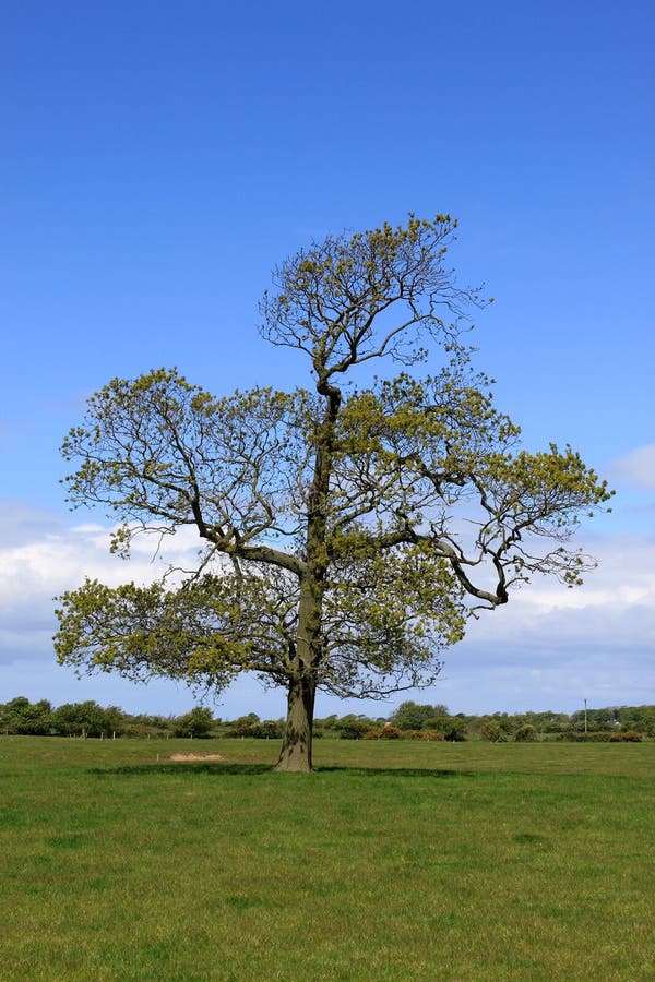 Solitary Oak Tree at Springtime in Field. Stock Photo - Image of ...