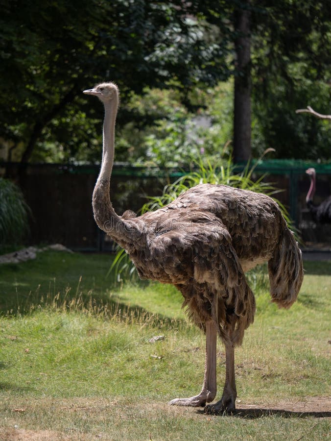 A Solitary Ostrich Standing Tall in a Spacious Zoo Enclosure Stock ...