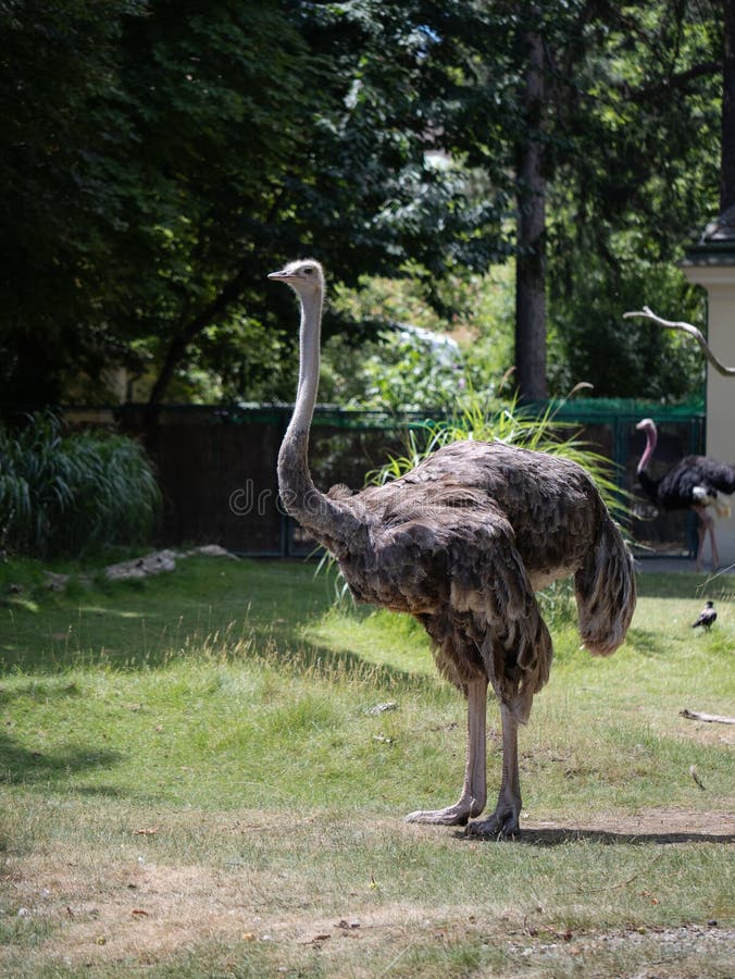 A Solitary Ostrich Standing Tall in a Spacious Zoo Enclosure Stock ...