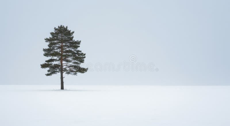 Solitary Pine Tree in Snowy Field Under a Grey Sky Stock Illustration ...