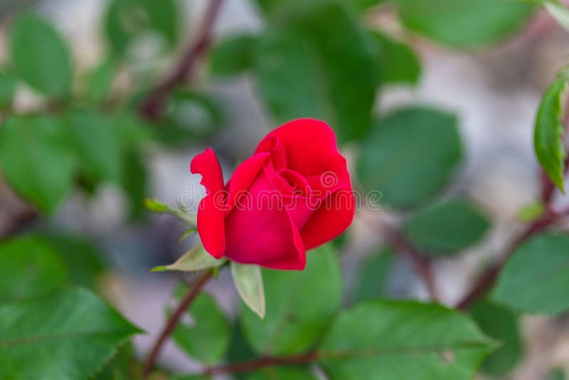 Solitary Red Rose Bloom Recently Opened in the Garden Stock Image ...