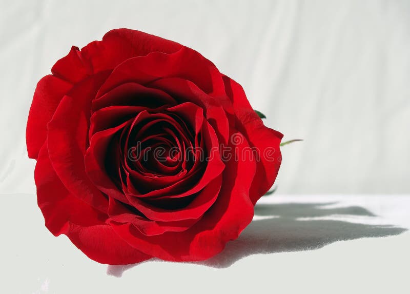 Solitary rose stock photo. Image of white, bright, roses - 3917636