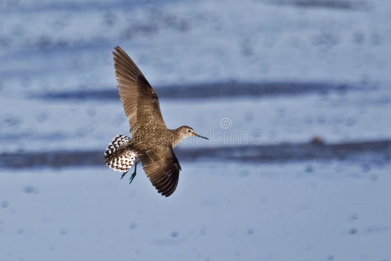 Solitary Sandpiper, Tringa Solitaria, in Flight Stock Photo - Image of ...