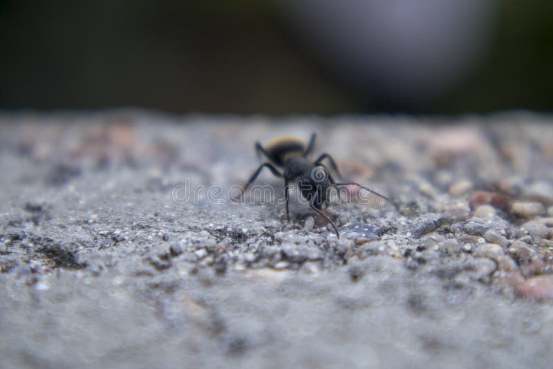 A Solitary Scout Ant, Walking on Concrete Stock Photo - Image of floor ...
