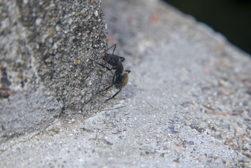 A Solitary Scout Ant, Walking on Concrete Stock Image - Image of ...