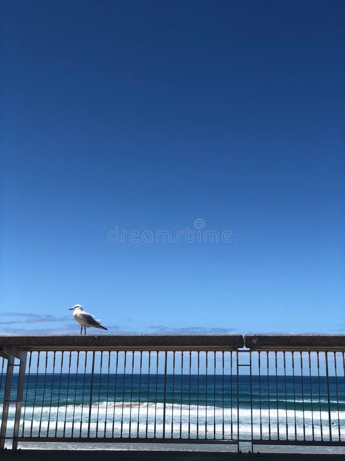Solitary Seagull in Gold Coast Stock Photo - Image of construction ...
