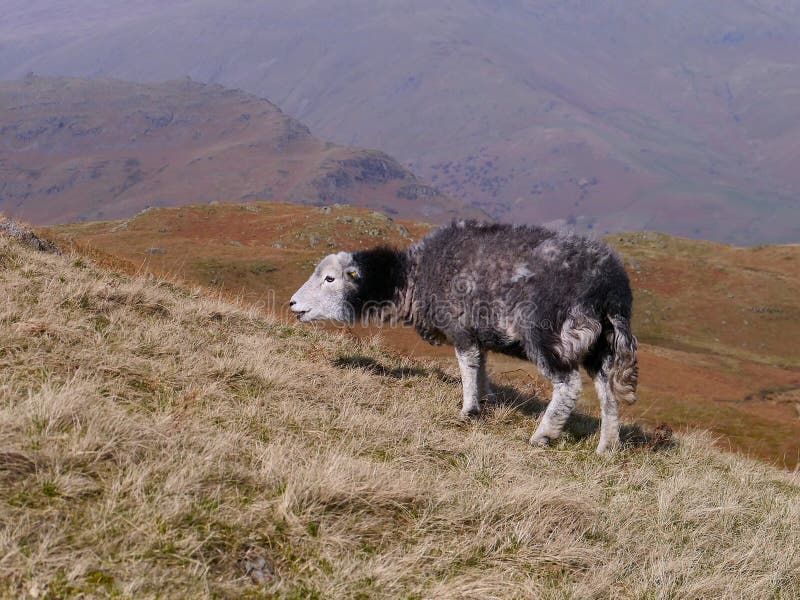 Solitary Sheep Foraging on Hillside Stock Image - Image of alert ...