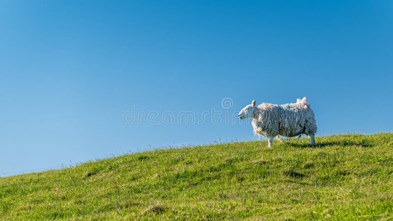 Solitary Sheep on a Hill with Big Blue Sky Stock Photo - Image of ...