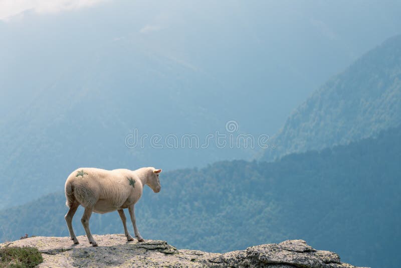 Sheep in the Pyrenees Mountain Stock Photo - Image of beautiful, strong ...