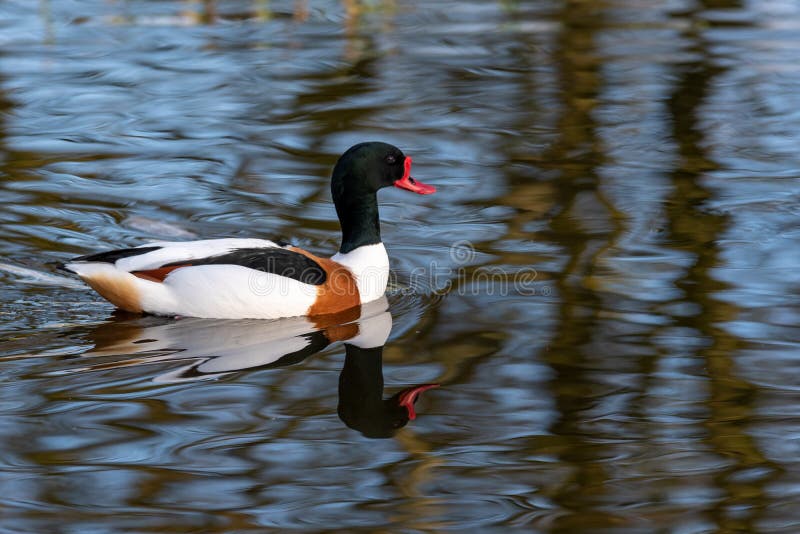A Solitary Shelduck Sits Isolated on Water Stock Image - Image of ...