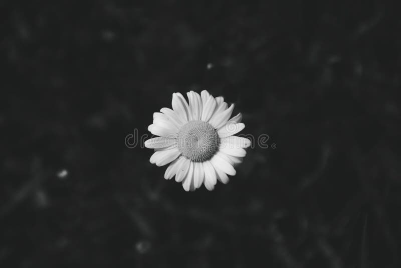 Singularflower Stock Photos - Free & Royalty-Free Stock Photos from ...