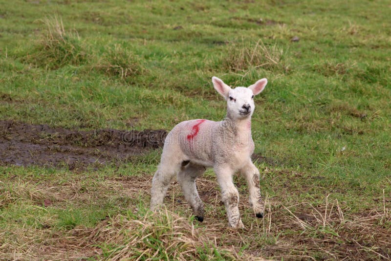 Solitary Spring Lamb in Field Stock Photo - Image of standing, grass ...