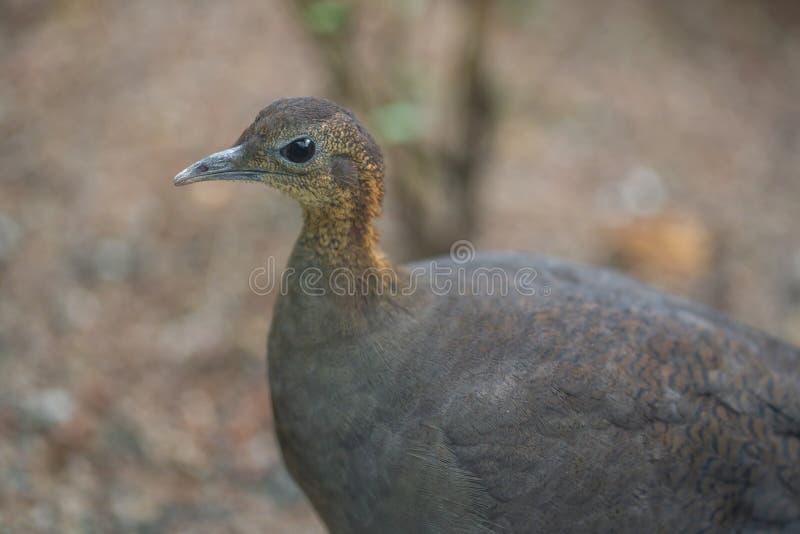 Solitary Tinamou bird stock photo. Image of ornithology - 307793886
