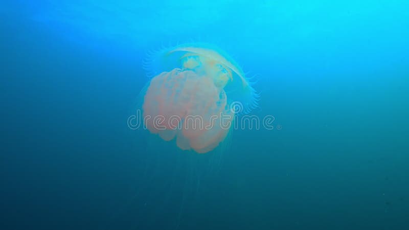 A Solitary, Translucent Jellyfish Drifts in a Deep Blue Ocean Stock ...