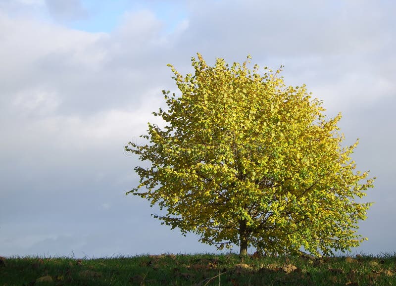 Solitary Tree stock image. Image of leaves, blue, tree - 10387539