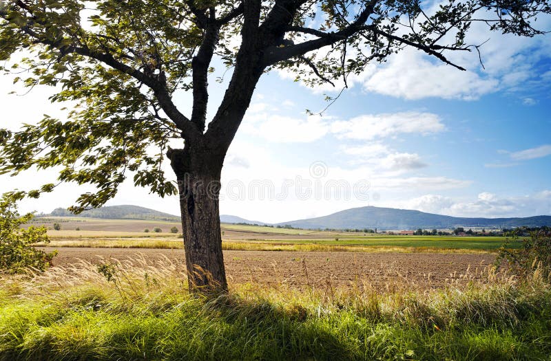 Solitary tree stock image. Image of beauty, mountain - 13500395