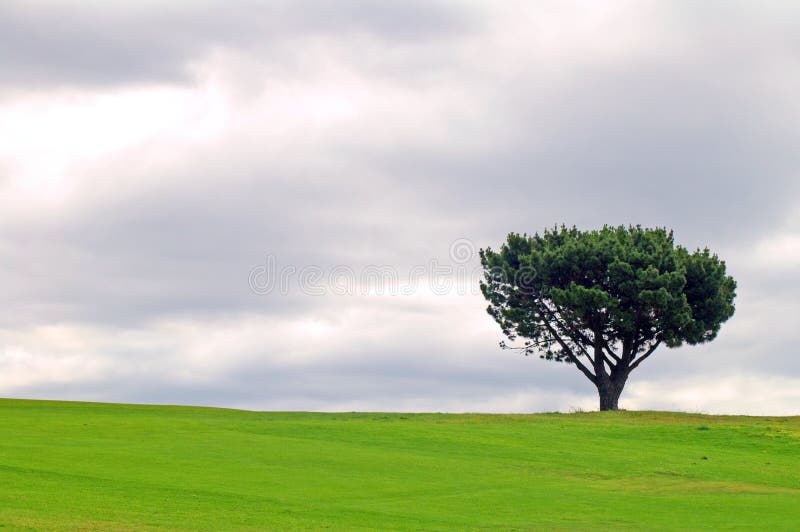 Solitary Tree in a Snowy Field Stock Image - Image of froze, frosty ...