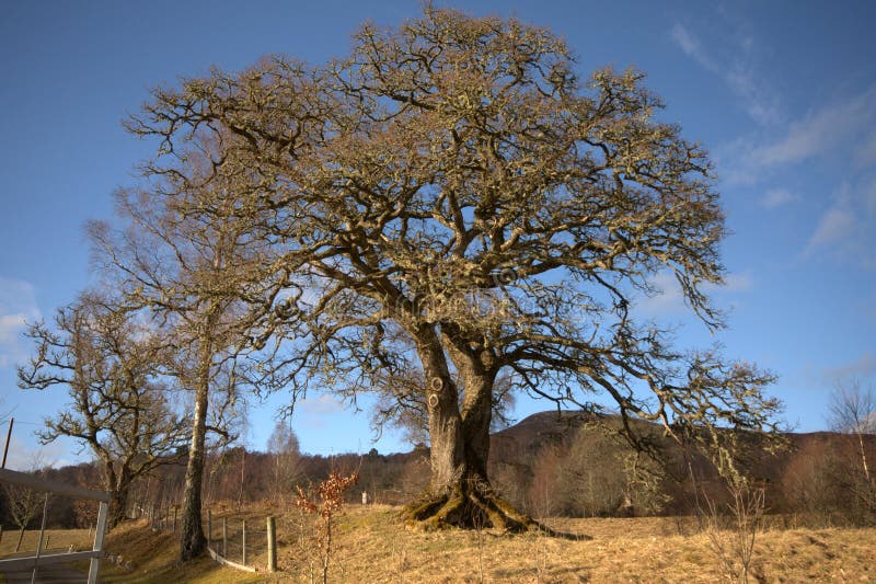 Solitary Tree stock image. Image of alone, clouds, nature - 18691919