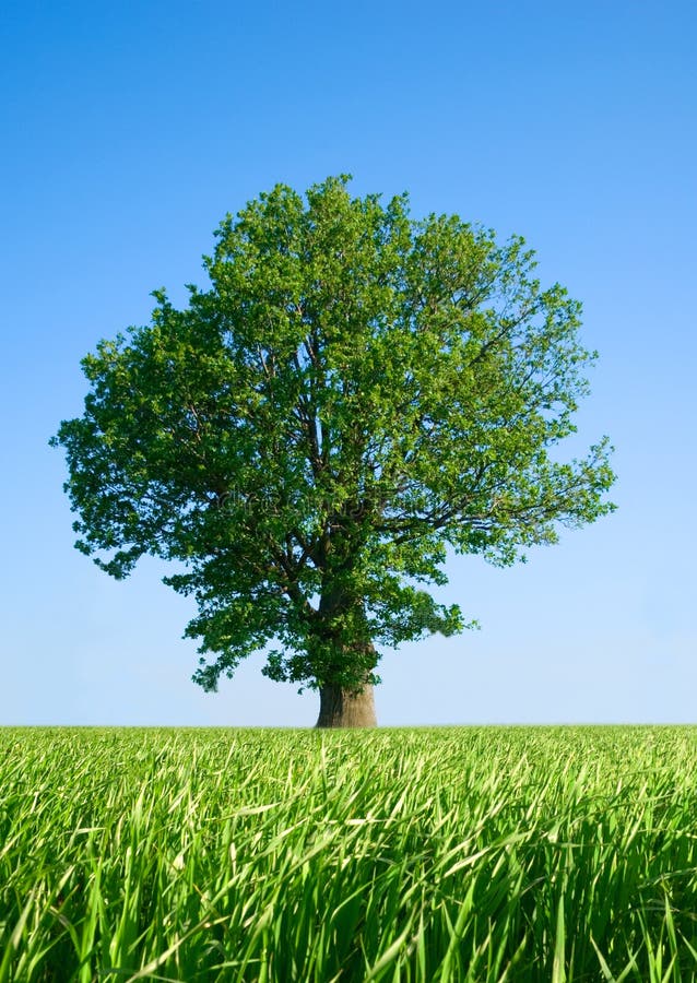 Solitary tree. stock image. Image of landscape, krona - 21915729