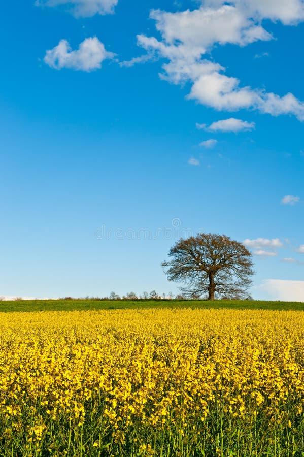 Solitary Tree stock image. Image of landscape, farm, farmland - 25053117
